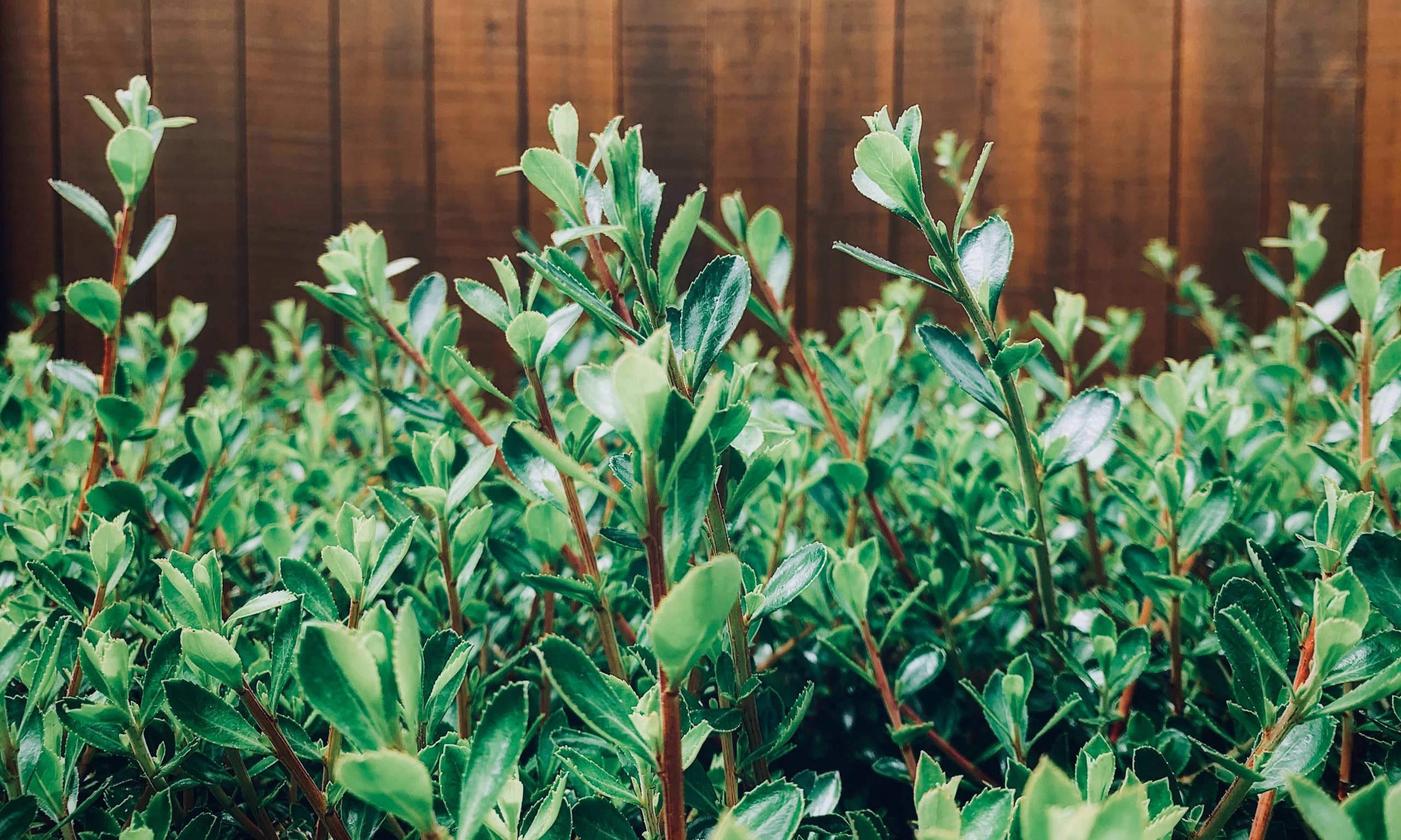 Landscaping - Green Trees Gardening & Landscaping